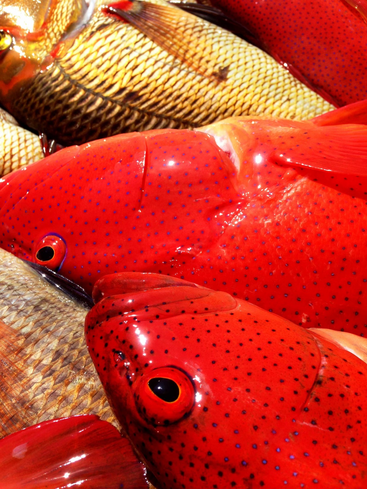 FISHI – Fresh Island Seafood – Airlie Beach, Hamilton Island ...