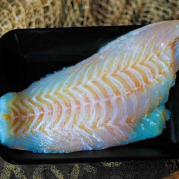 ‘Whitsunday Wild’ Coral Trout | FISHI