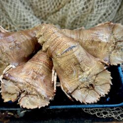 ‘Whitsunday Wild’ Moreton Bay Bug - FISHI