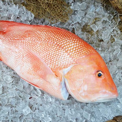‘Whitsunday Wild’ Red Emperor | FISHI
