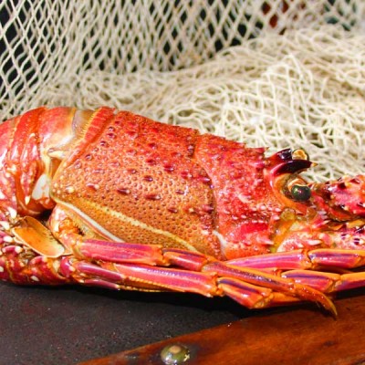 ‘Whitsunday Wild’ Moreton Bay Bug | FISHI